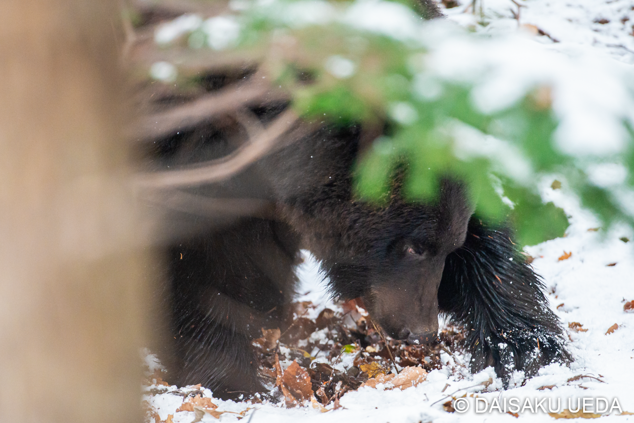 Bear Land - DAISAKU UEDA : Wildlife Photographer | 写真家 上田大作 公式サイト