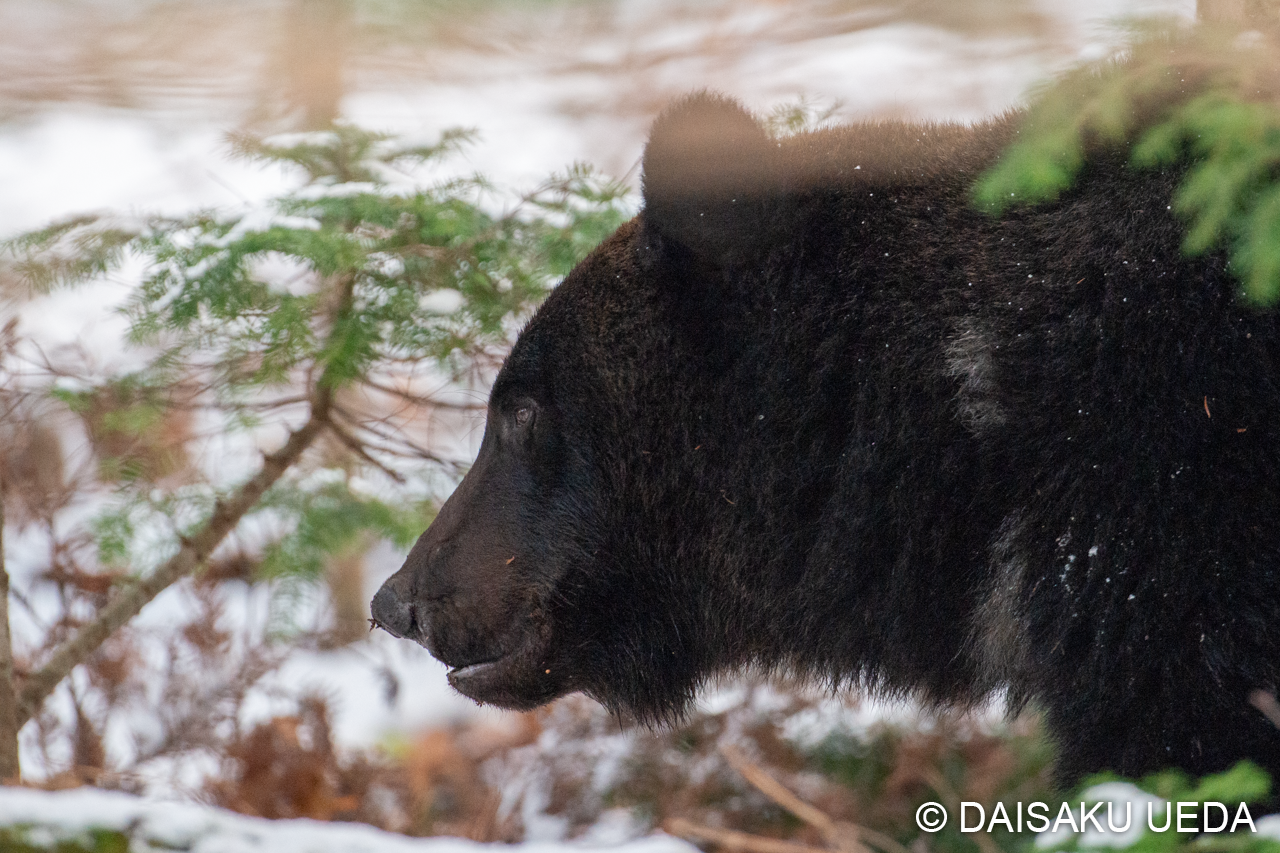Bear Land - DAISAKU UEDA : Wildlife Photographer | 写真家 上田大作 公式サイト